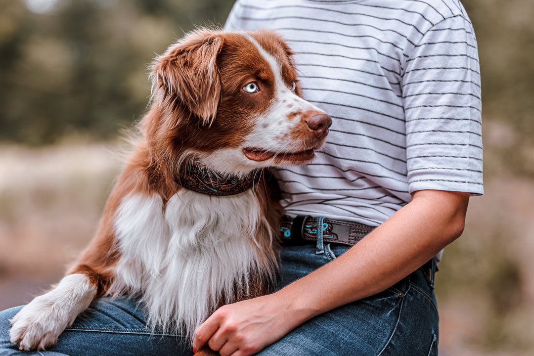 Hundezubehör Online Shop - Hundebedarf | Michur